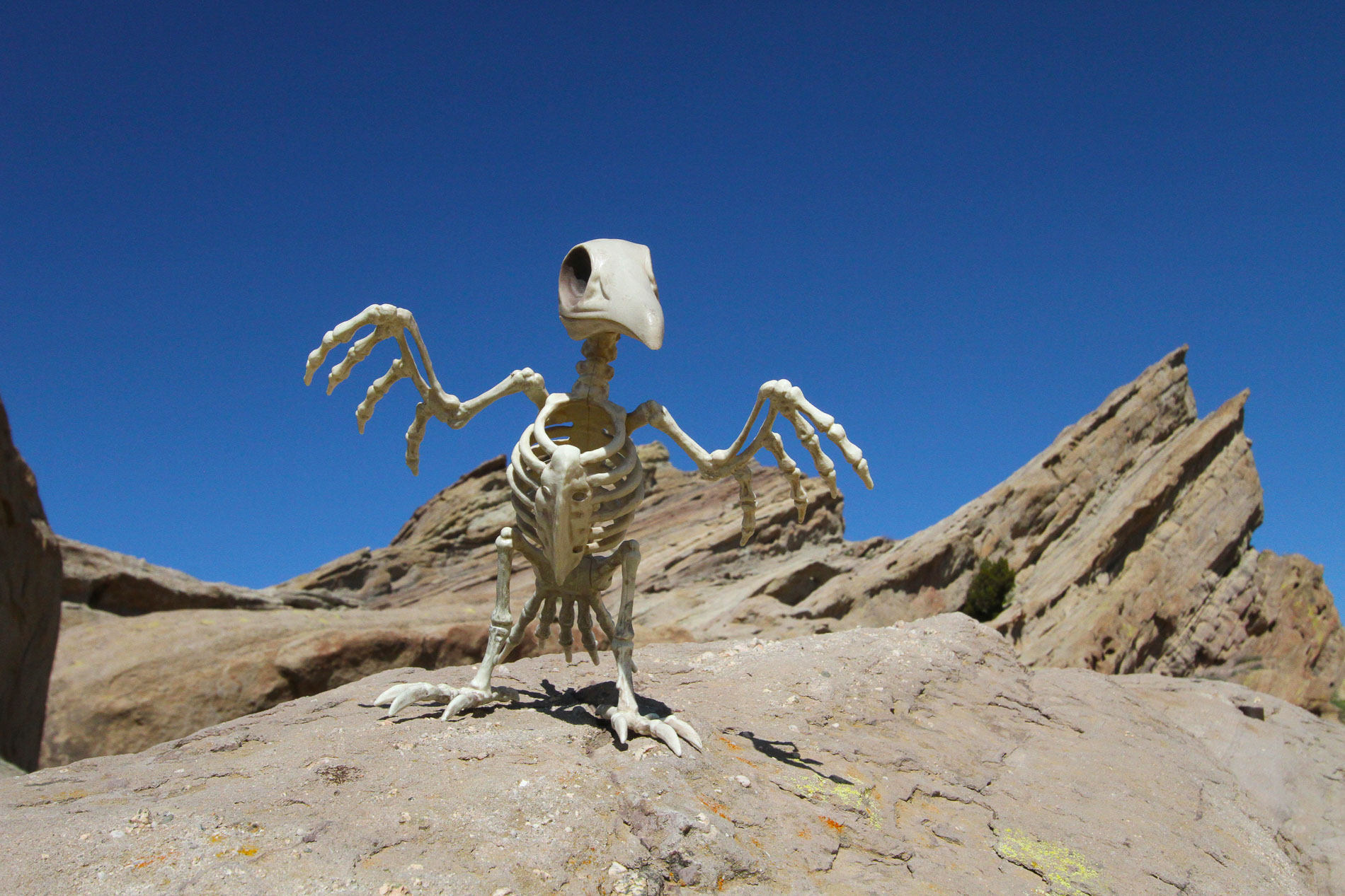 R44 Reveals – Cardinal • Photography Scavenger Hunt