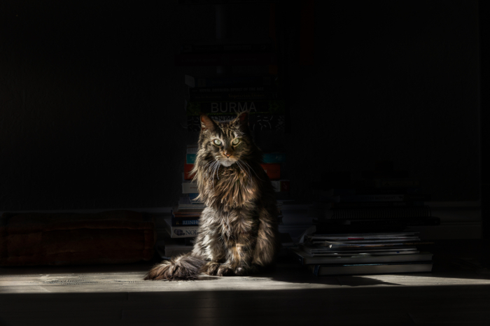 Round 31 Category Winners – Fluffy • Photography Scavenger Hunt