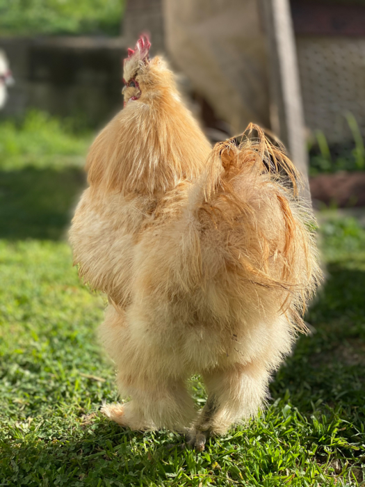 Round 31 Category Winners – Fluffy • Photography Scavenger Hunt