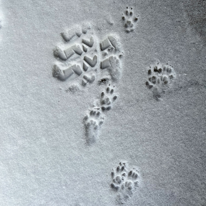 Round 34 Reveals - Juxtaposition • Photography Scavenger Hunt