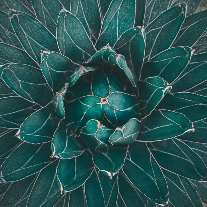 Round 31 Category Winners – Teal • Photography Scavenger Hunt